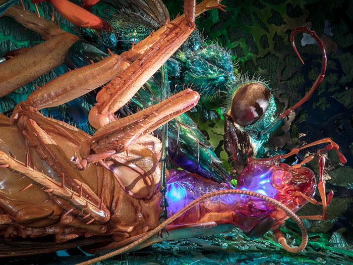 ‘Bug Lab’ makes USA debut | Te Papa