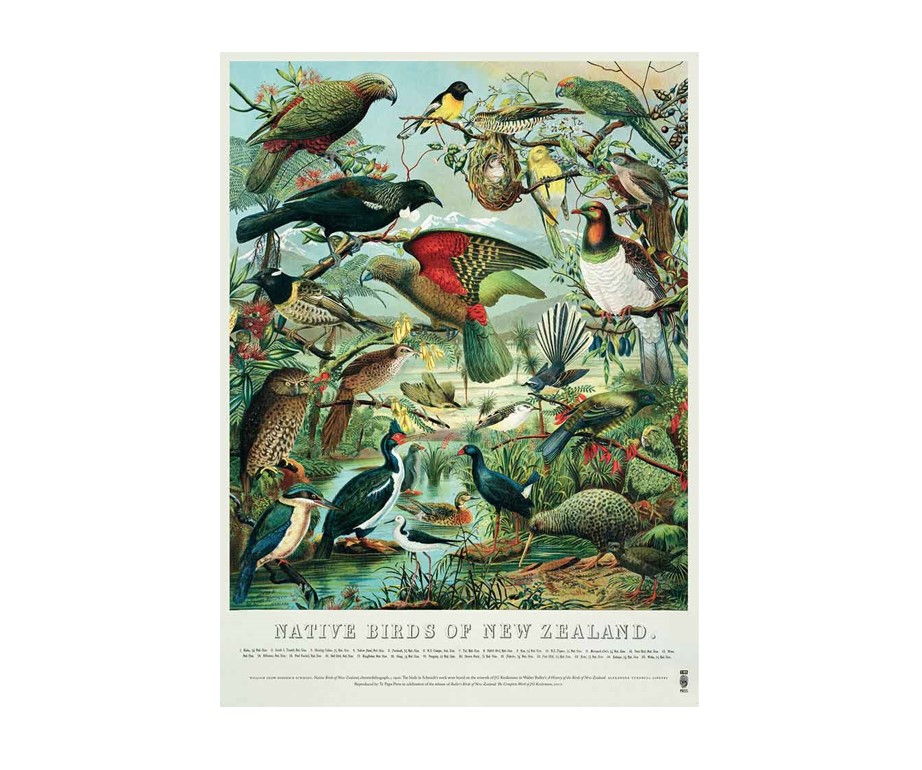 Buller’s Birds of New Zealand Poster | Te Papa