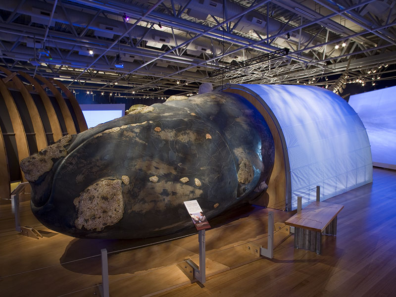 Whale Lab | Te Papa
