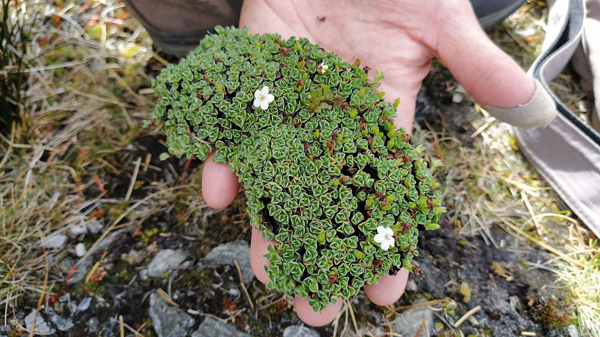 Describing and classifying native forget-me-nots | Te Papa