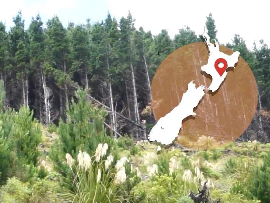 Culling invasive trees, Manawatū | Te Papa