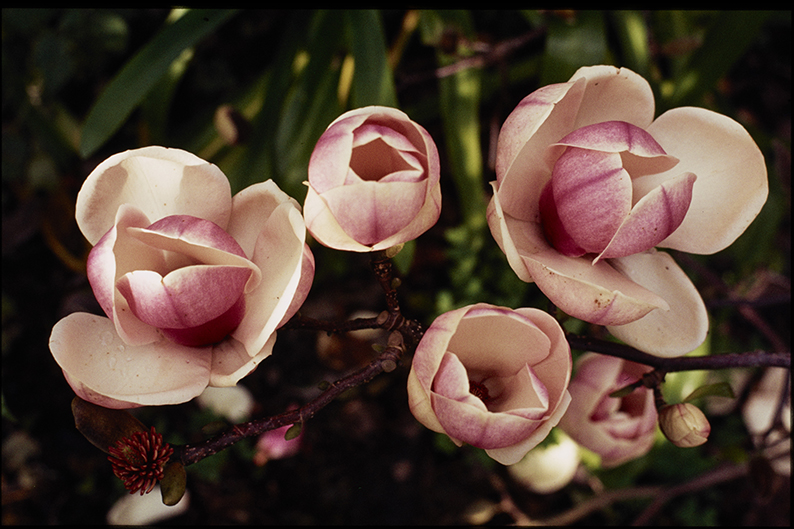 Flora | Te Papa