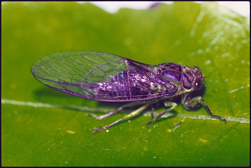 Cicadas of Aotearoa New Zealand and their sounds | Te Papa