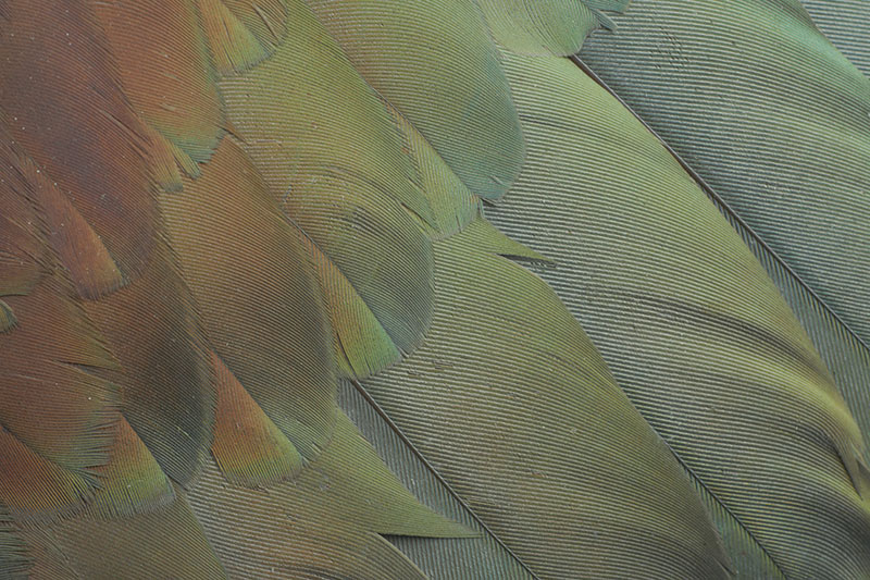 Quiz: Can you identify the manu | bird from its feathers? | Te Papa