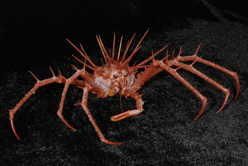 Touring Exhibition – Clever Crustaceans | Te Papa