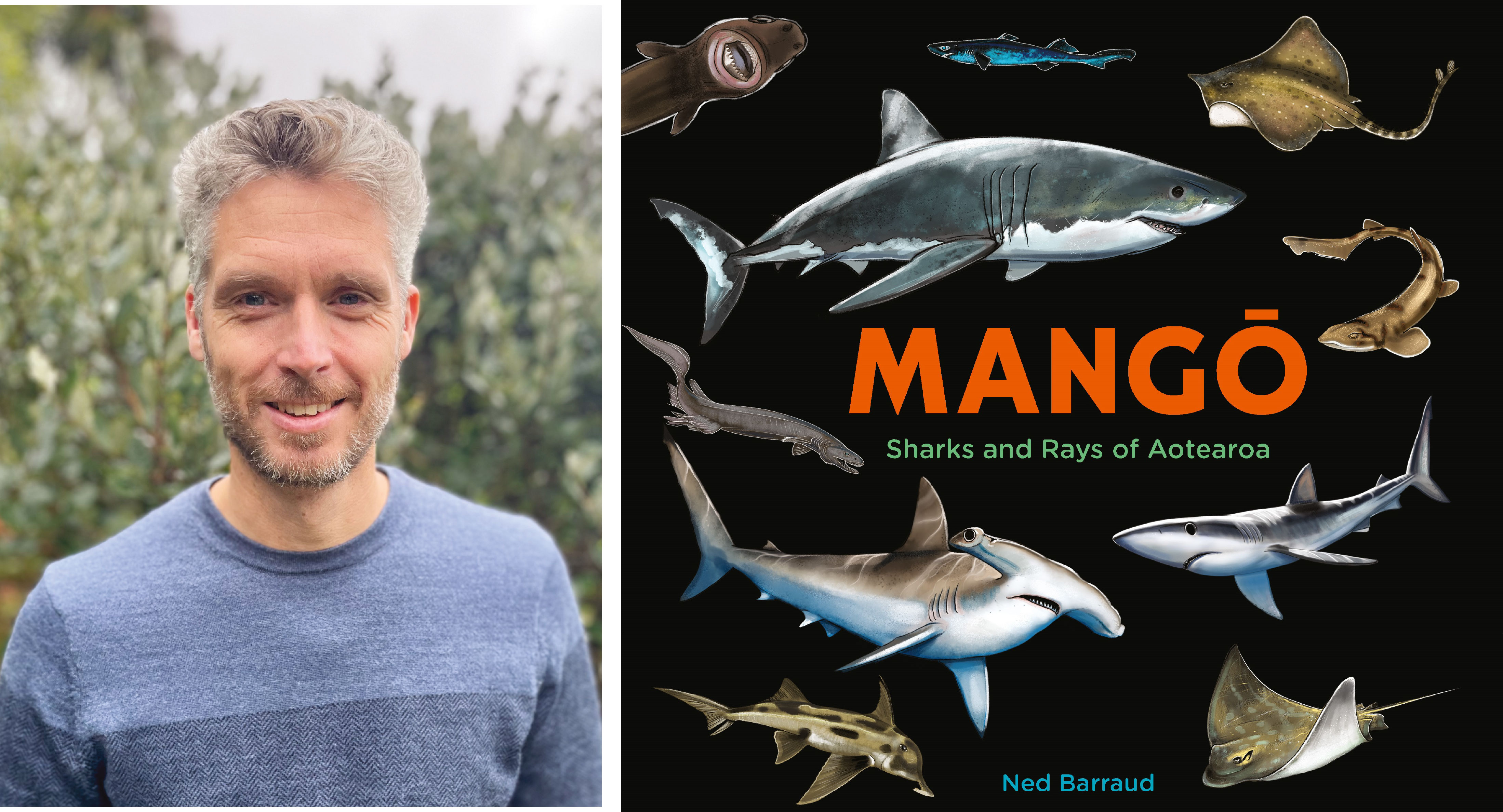 Q&A with Ned Barraud, author and illustrator of Mangō: Sharks and Rays ...