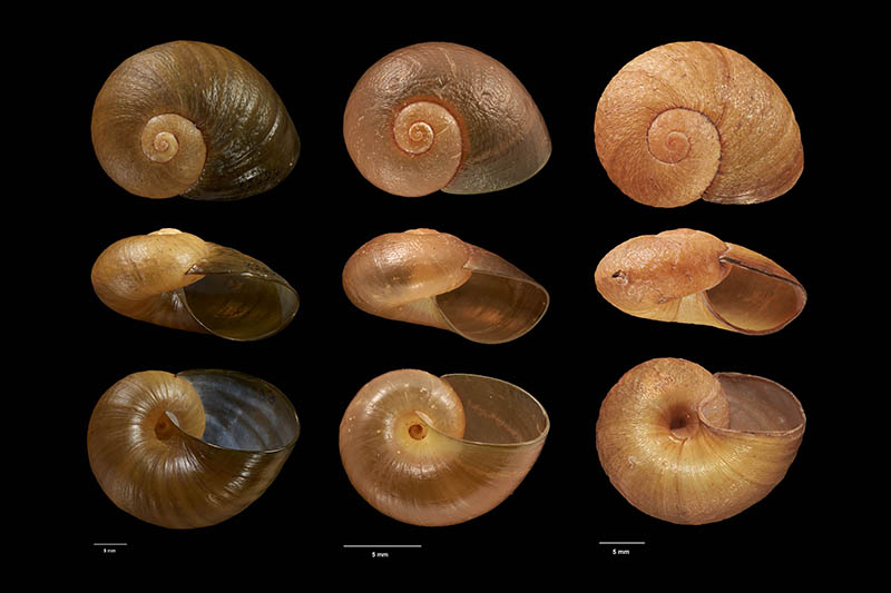 Diversity and conservation of the terrestrial molluscs of New Zealand ...